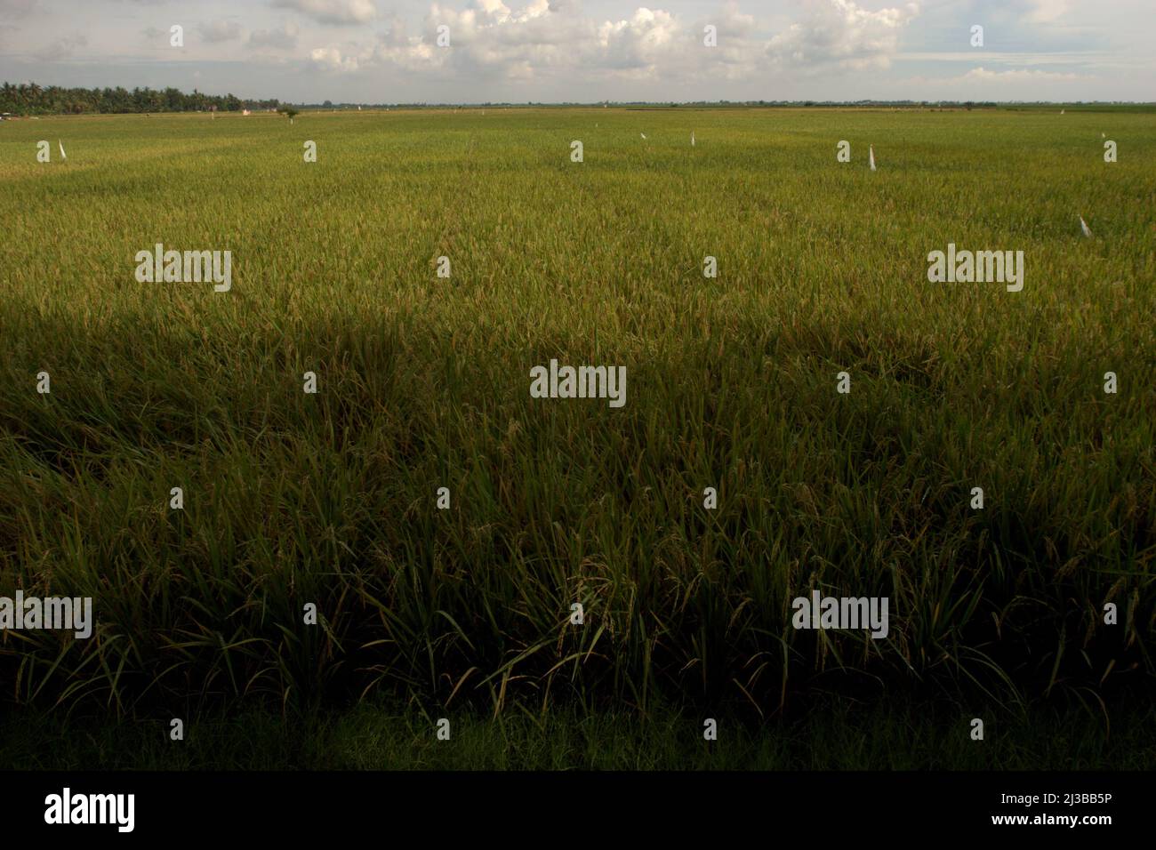 A vast rice field in Tempuran, Karawang, West Java, Indonesia. Karawang ...