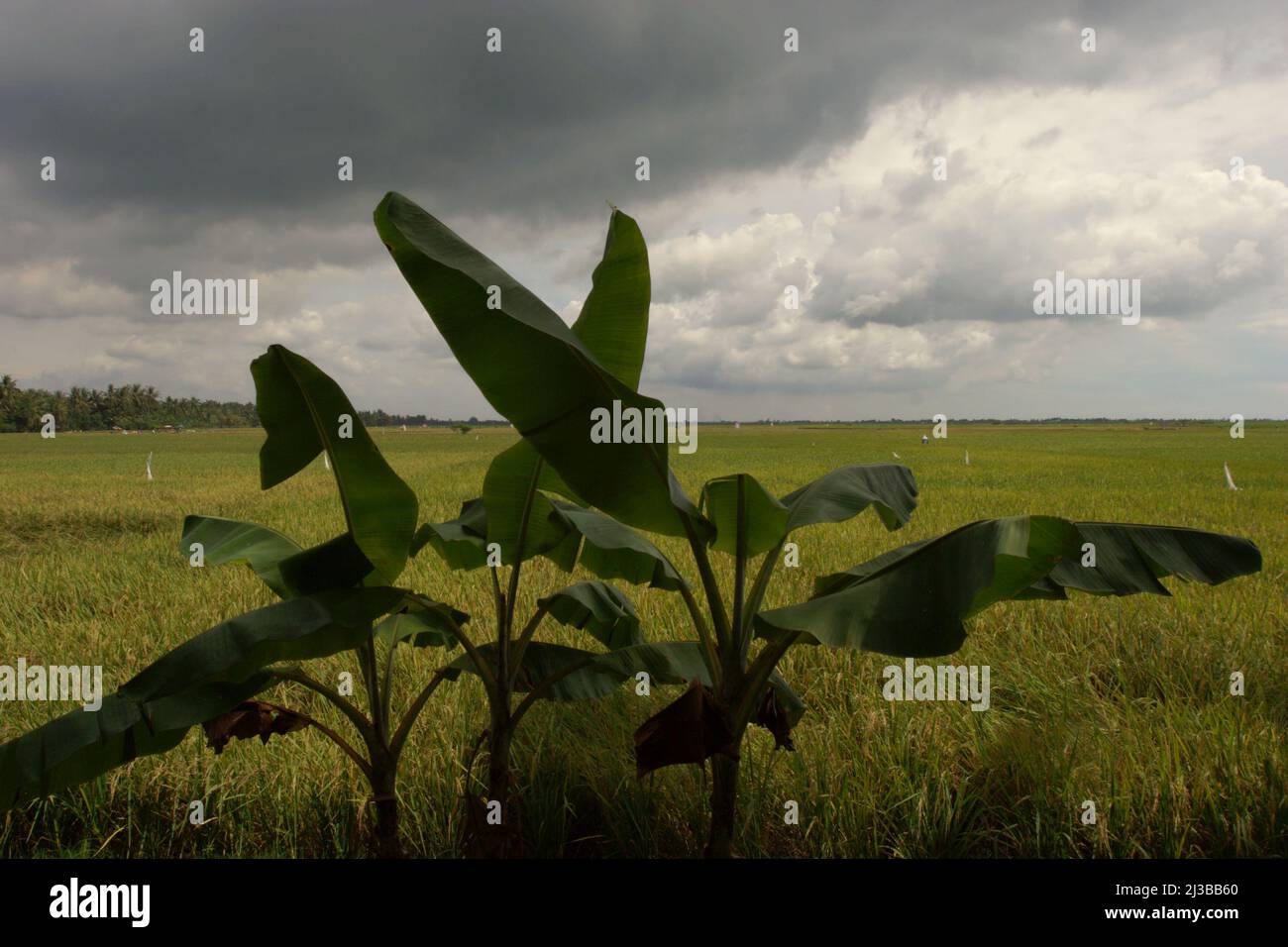 Banana tree in a background of a vast rice field in Tempuran, Karawang ...