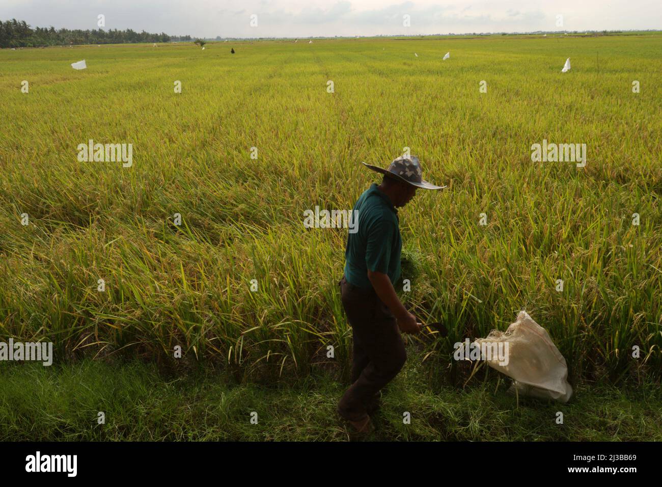A farmer harvesting grass to feed livestock as he is standing on a ...