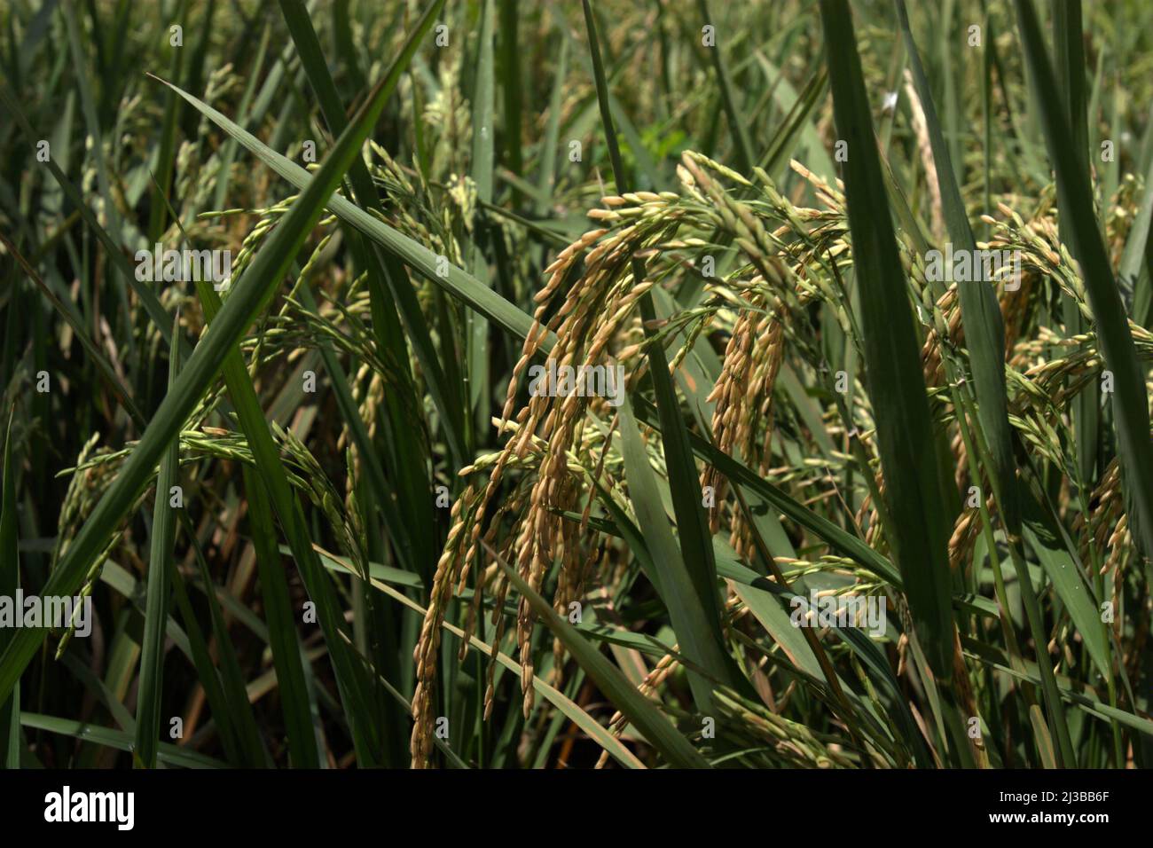 Climate resilient rice variety hi-res stock photography and images - Alamy