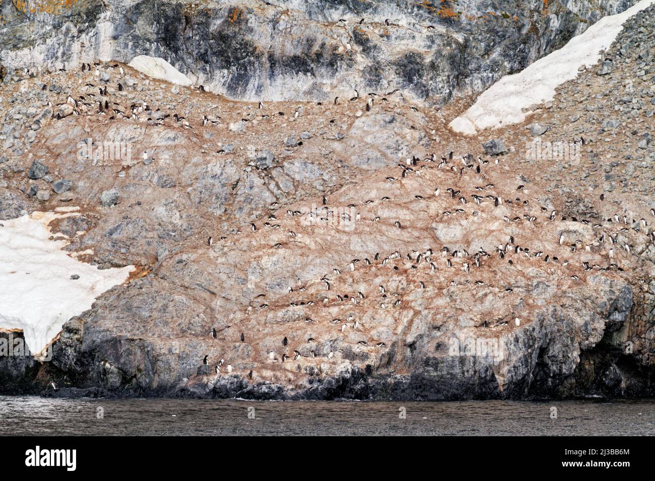 Antarctica - Colony Of Penguins In Natural Habitat - Antarctica ...