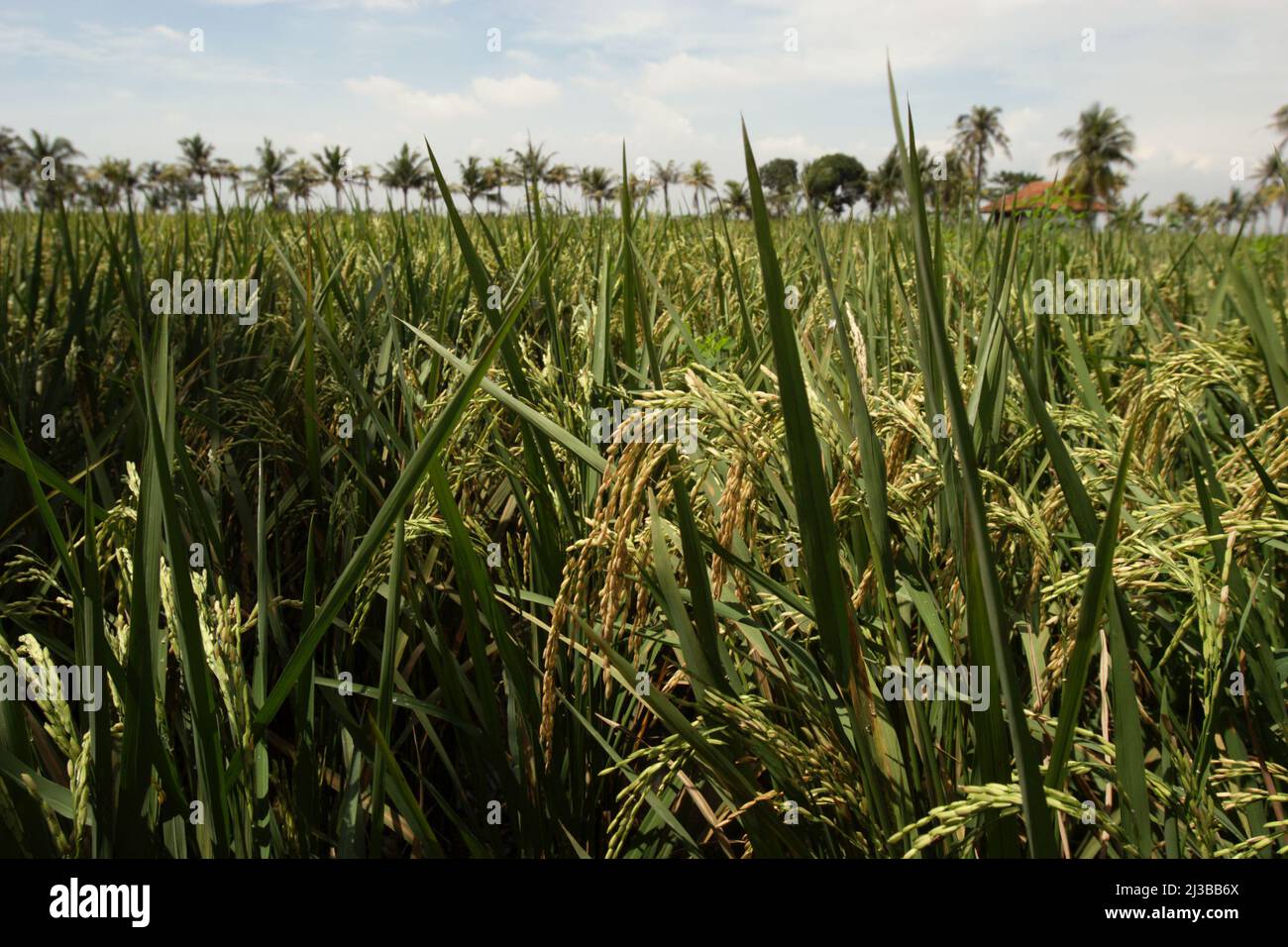 Paddy in Tempuran, Karawang, West Java, Indonesia. Karawang regency is ...