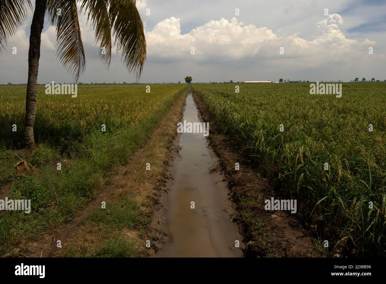 Irrigation canal in the middle of a vast rice field in Tempuran ...