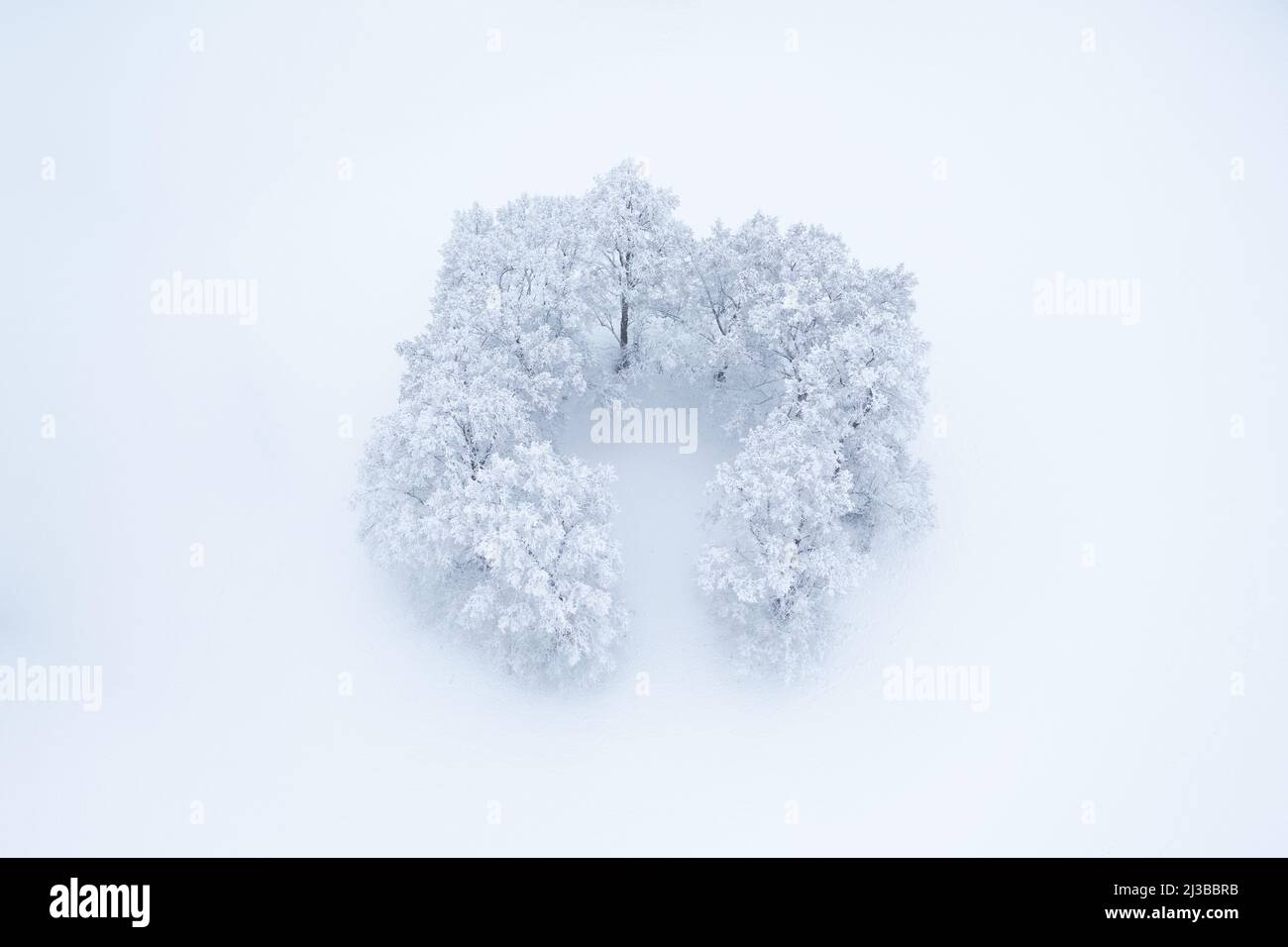 Morning aerial view of the winter forest. Top view of snow-covered ...