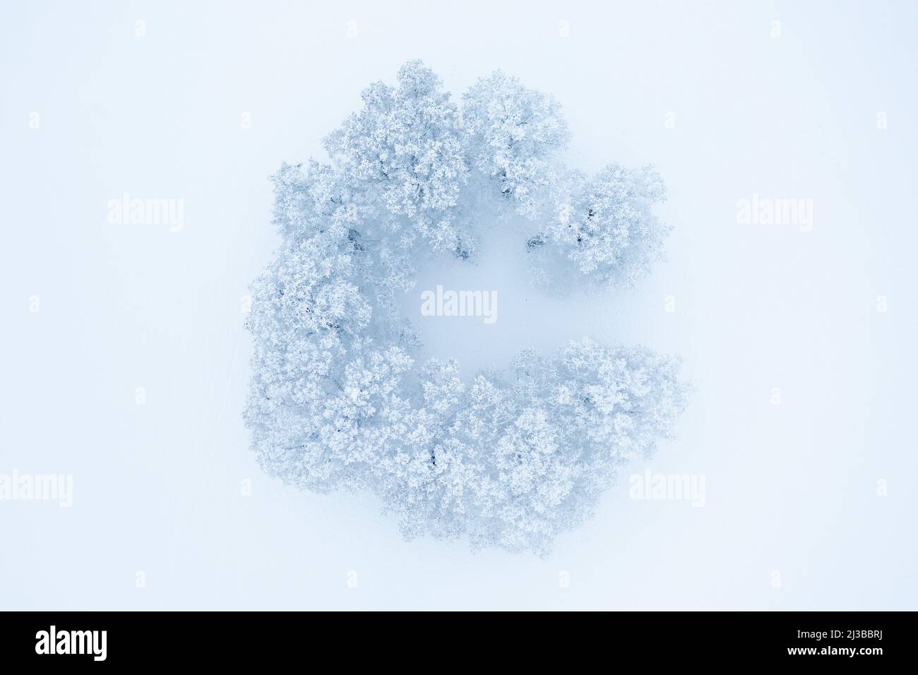 Morning aerial view of the winter forest. Top view of snow-covered ...