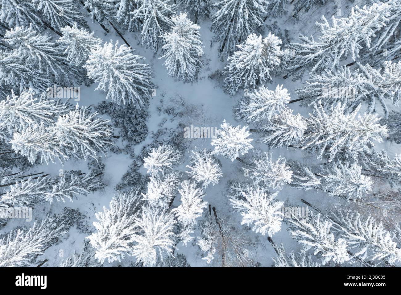 Morning aerial view of the winter forest. Top view of snow-covered ...