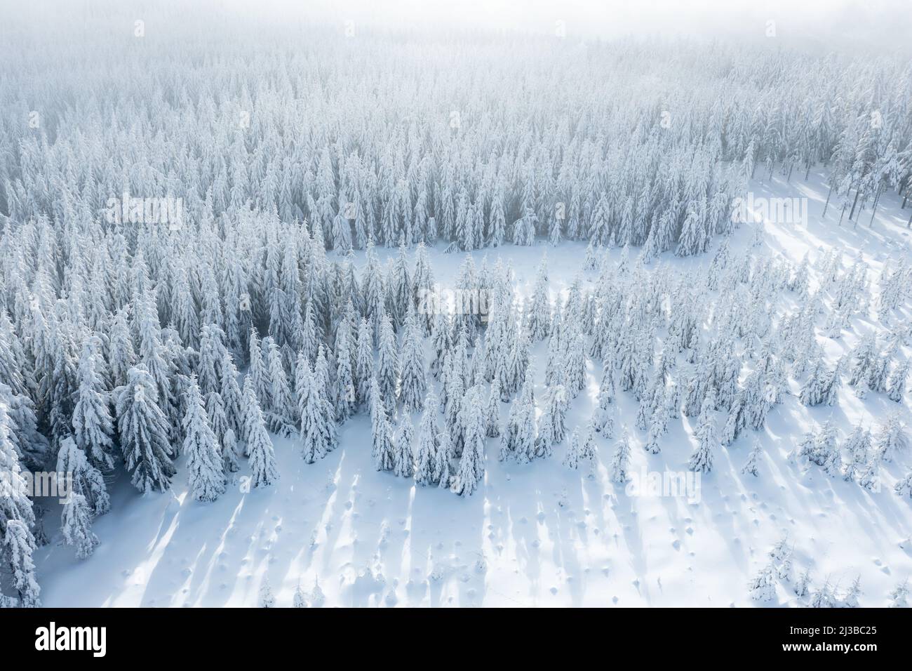 Morning aerial view of the winter forest. Top view of snow-covered ...