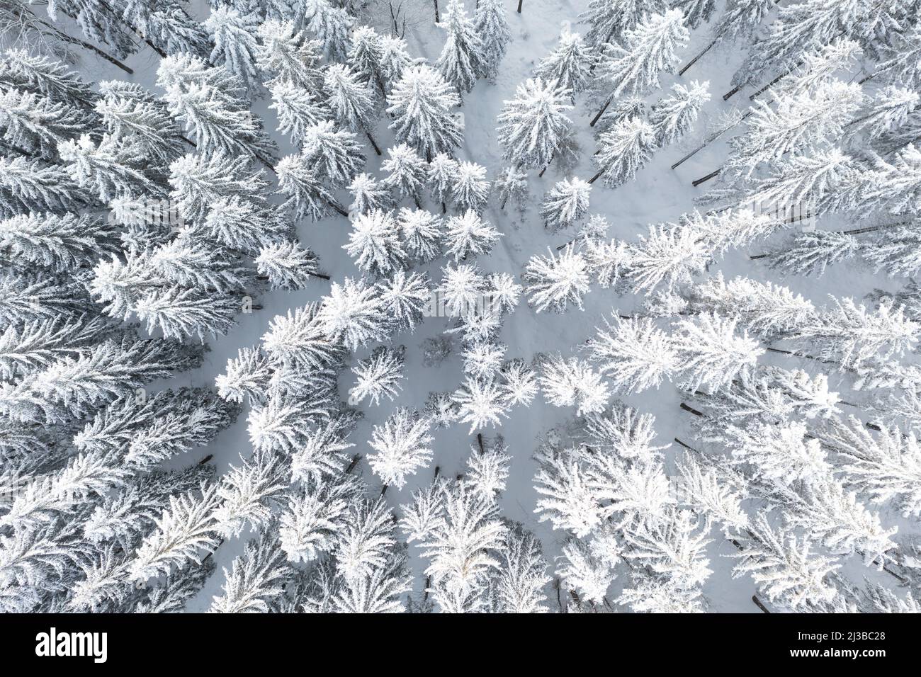 Morning aerial view of the winter forest. Top view of snow-covered ...
