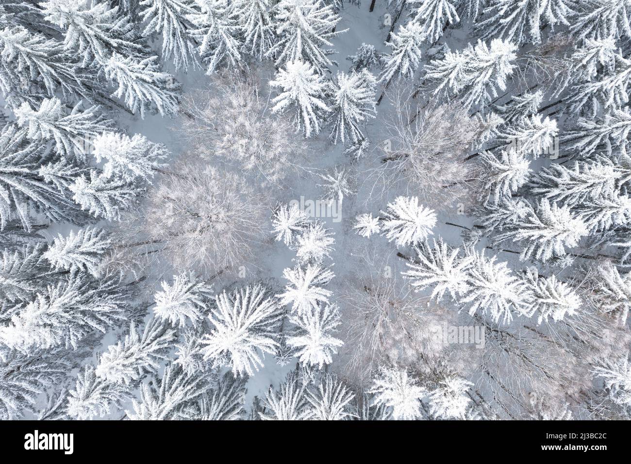 Morning aerial view of the winter forest. Top view of snow-covered ...