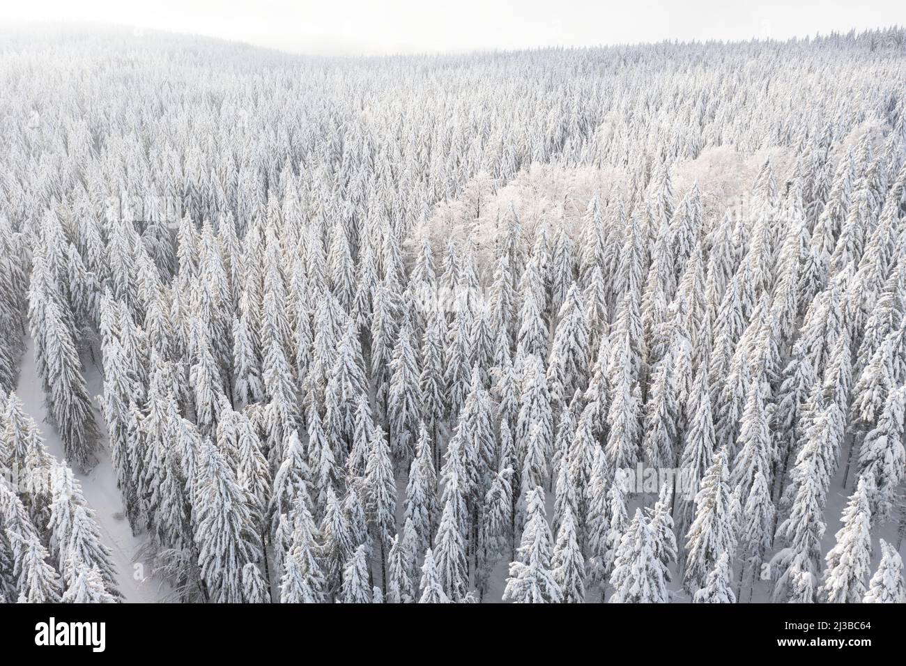 Morning aerial view of the winter forest. Top view of snow-covered ...