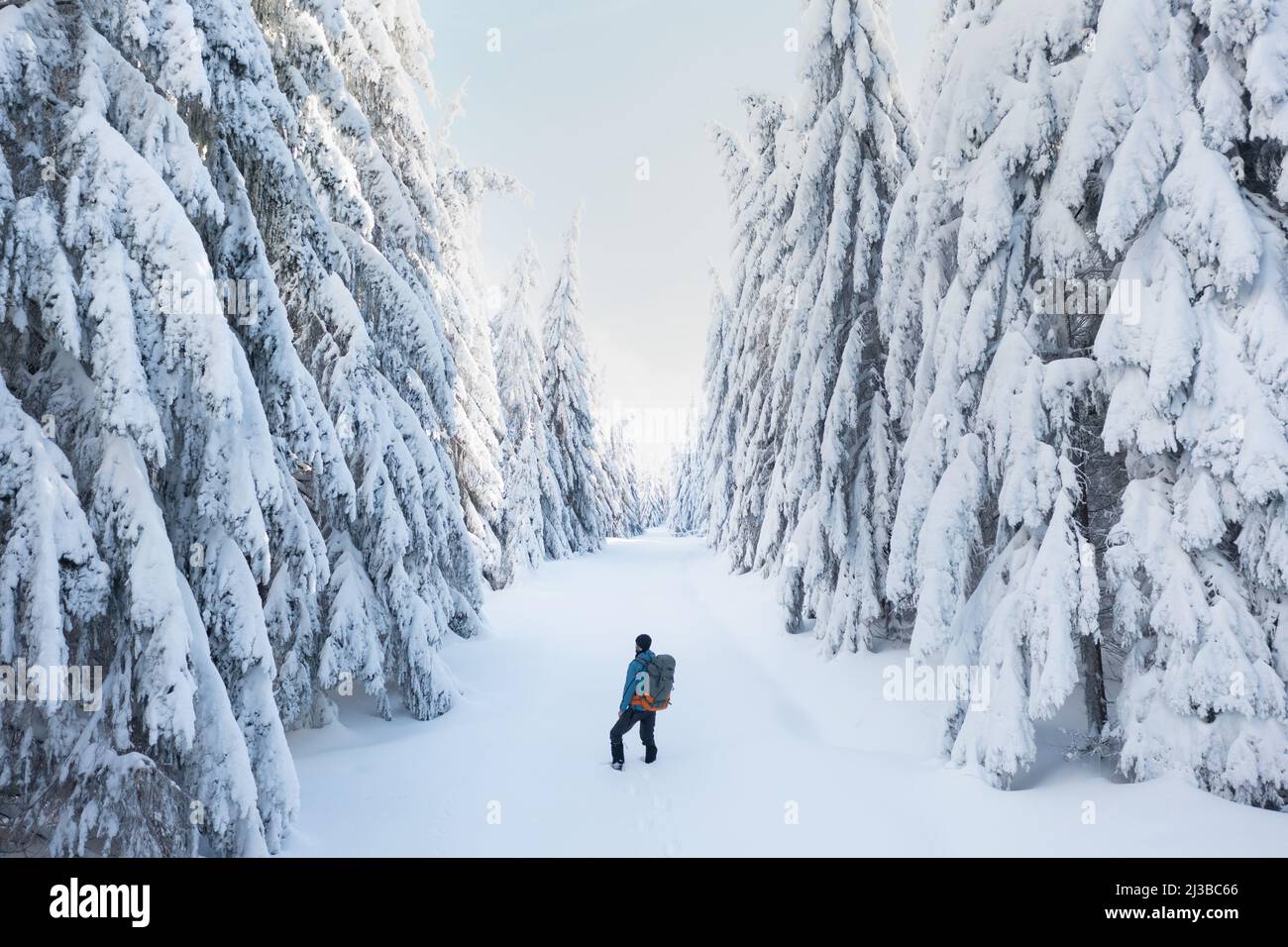 Morning aerial view of the winter forest. Top view of snow-covered ...