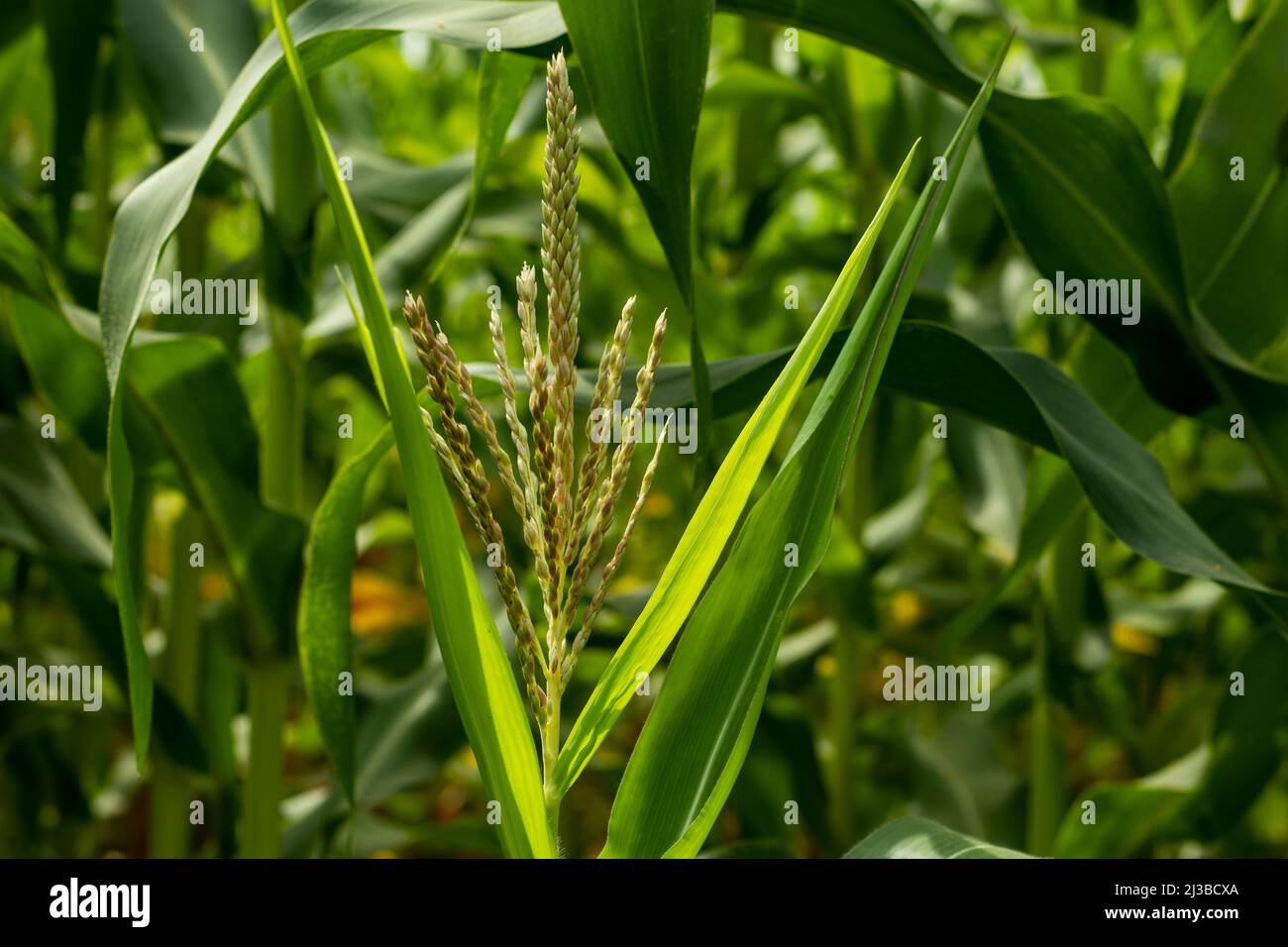 Beautiful female corn flowers hi-res stock photography and images - Alamy