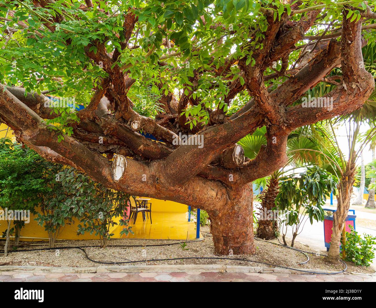 Unusual tree with very large tree branches near sidewalk Stock Photo ...