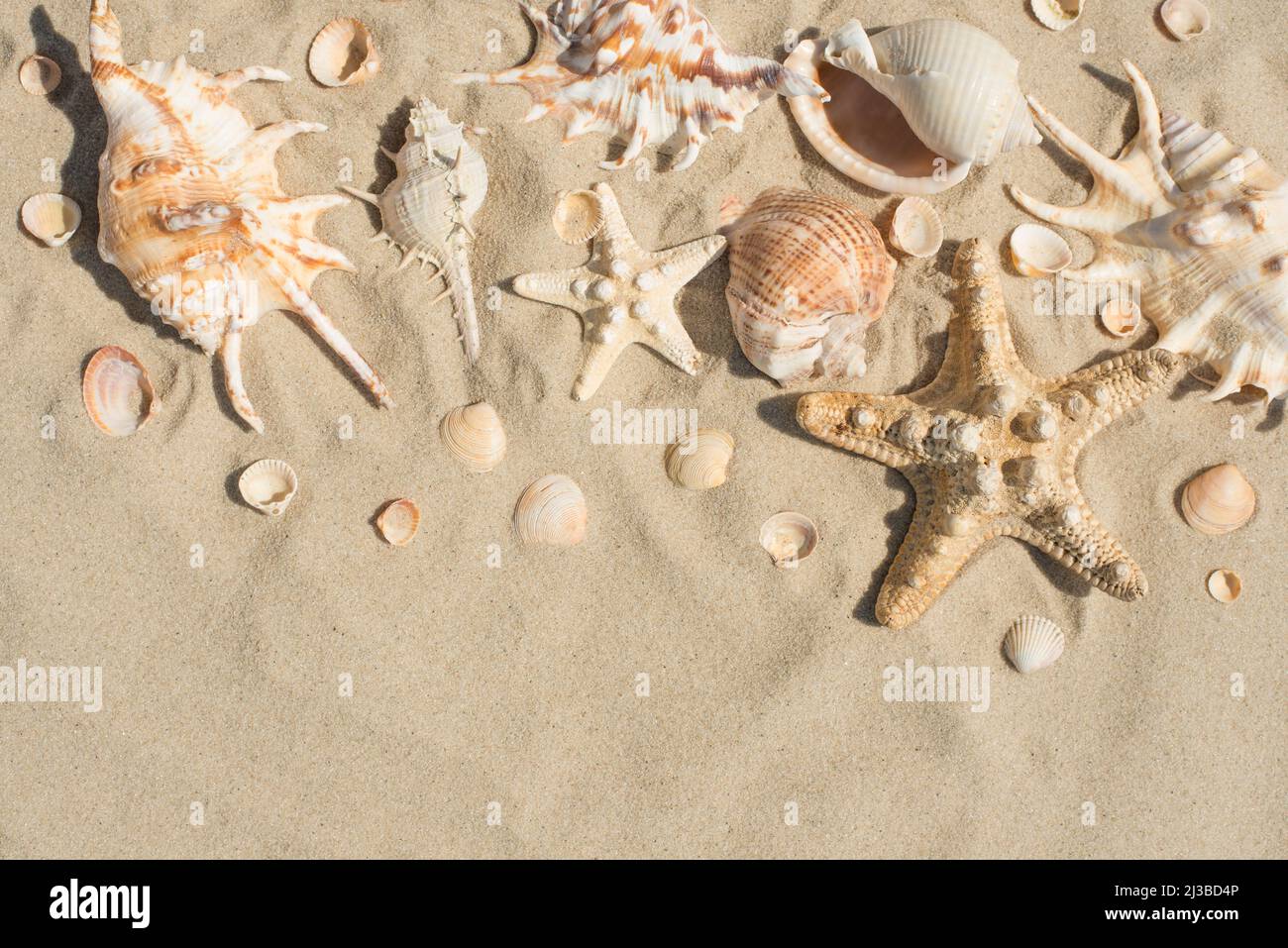 Sand on the beach with seashells and free space for writing or ...