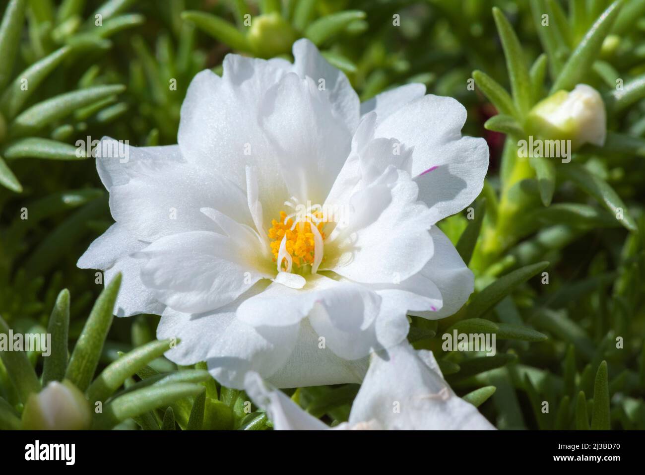 Big petals hi-res stock photography and images - Alamy