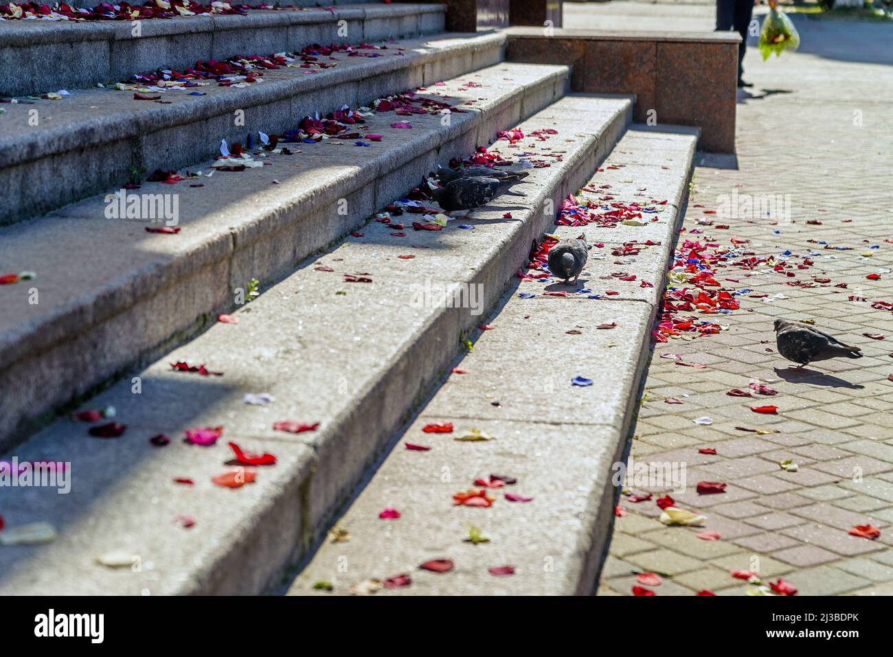 Roses and pigeons hi-res stock photography and images - Alamy