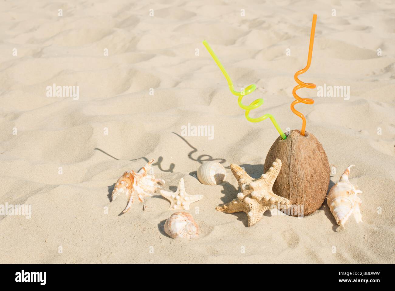 Coconut with seashells on the beach on the sand Stock Photo - Alamy