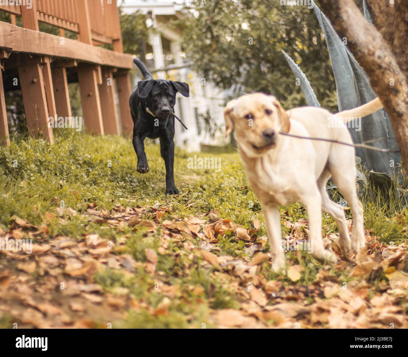 A closeup of two Labradors playing with each other Stock Photo - Alamy