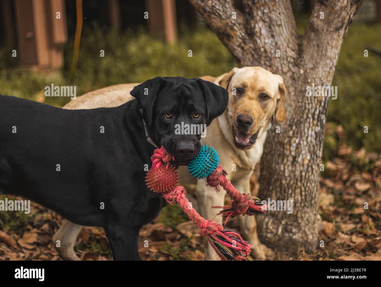 A closeup of two Labradors playing with each other Stock Photo - Alamy