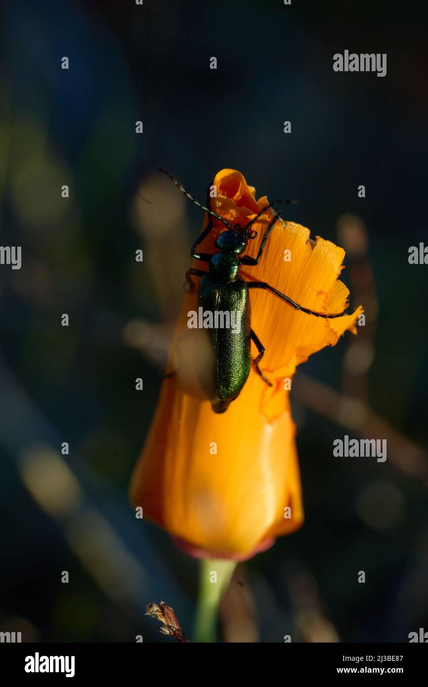A vertical closeup of the Ischnomera cyanea on the yellow poppy Stock ...