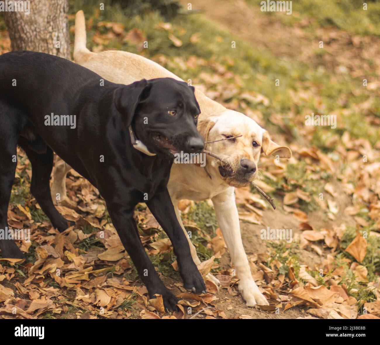 A closeup of two Labradors playing with each other Stock Photo - Alamy