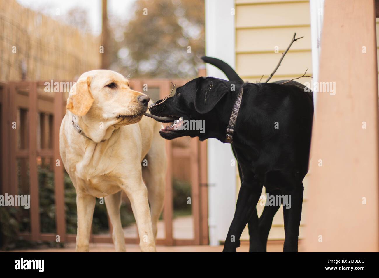 Two dogs stick hi-res stock photography and images - Alamy