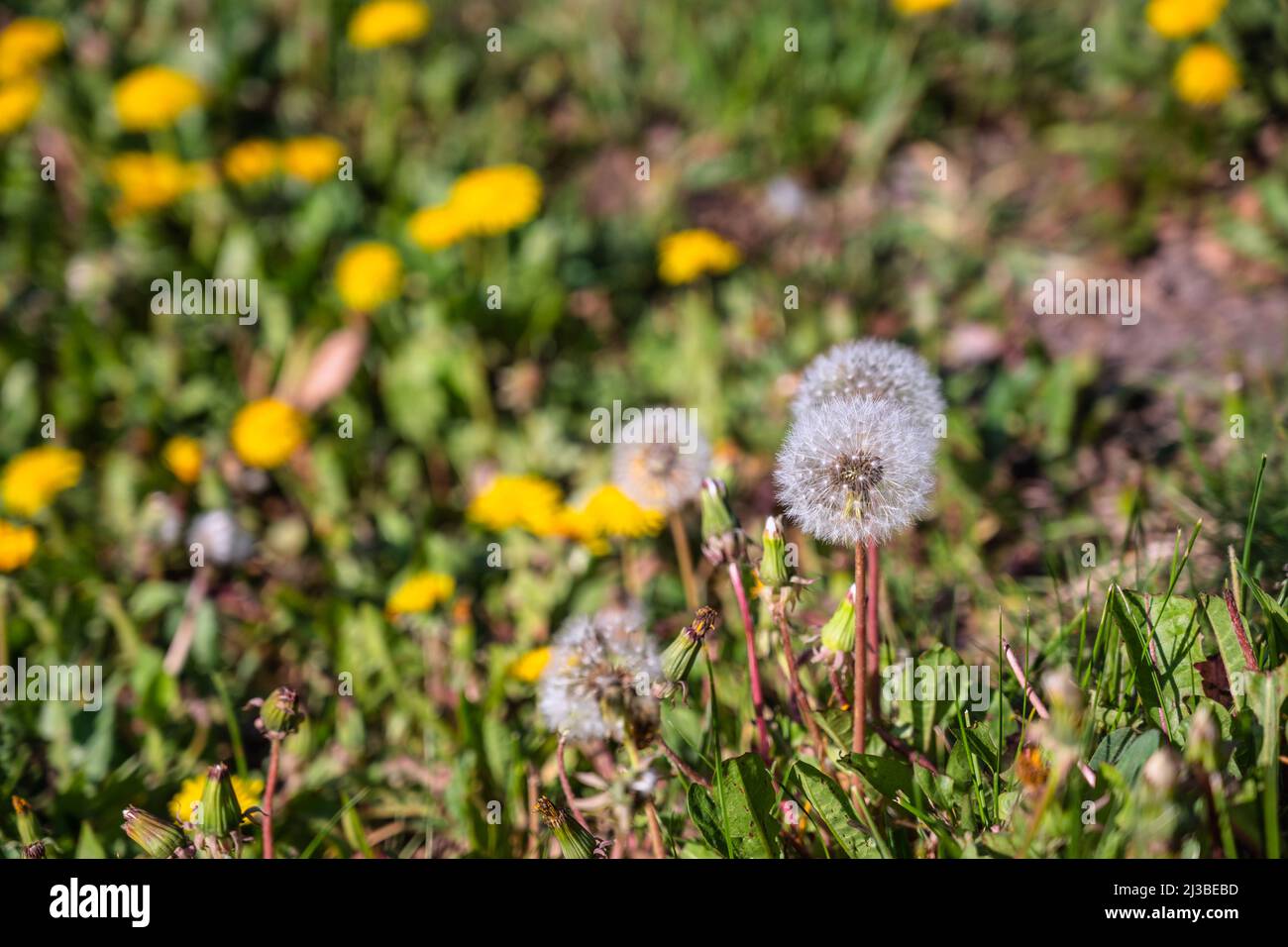 Field with yellow dandelions and full bloom dandelions in spring season ...