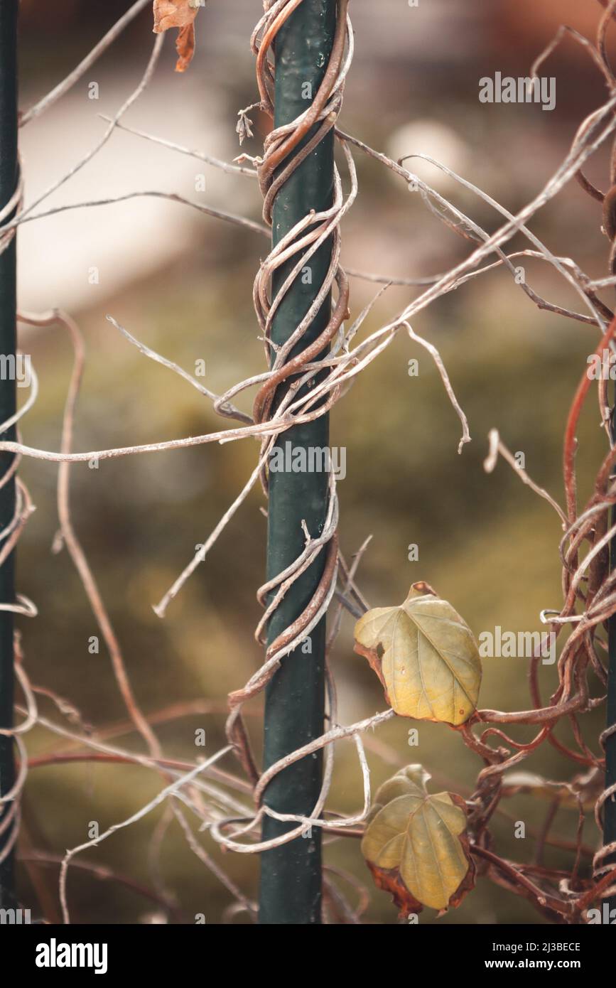 Creeper plant hi-res stock photography and images - Alamy