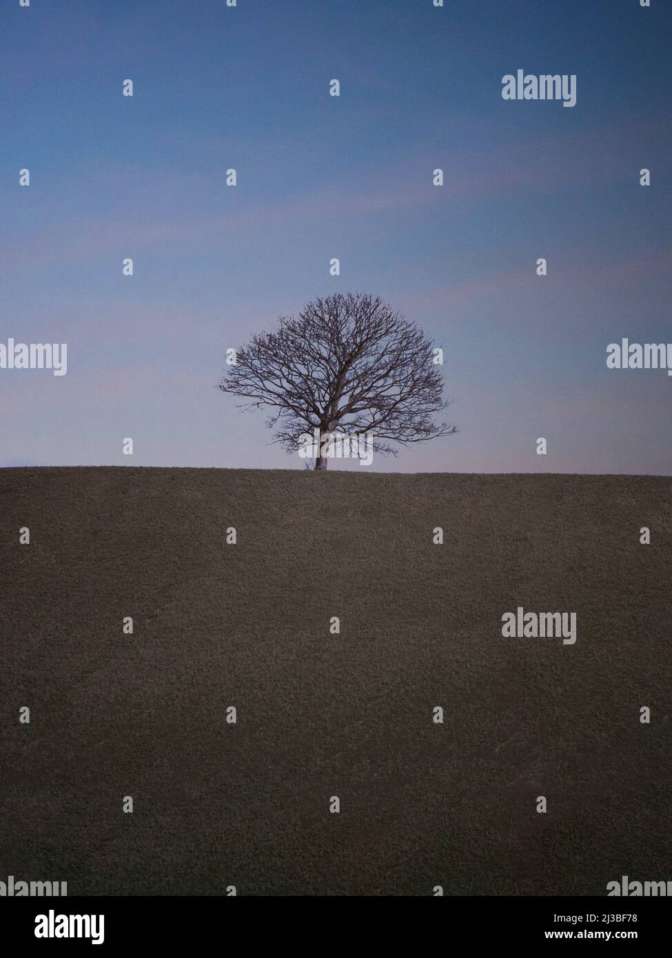 An isolated tree stranding in the field at sunset Stock Photo - Alamy