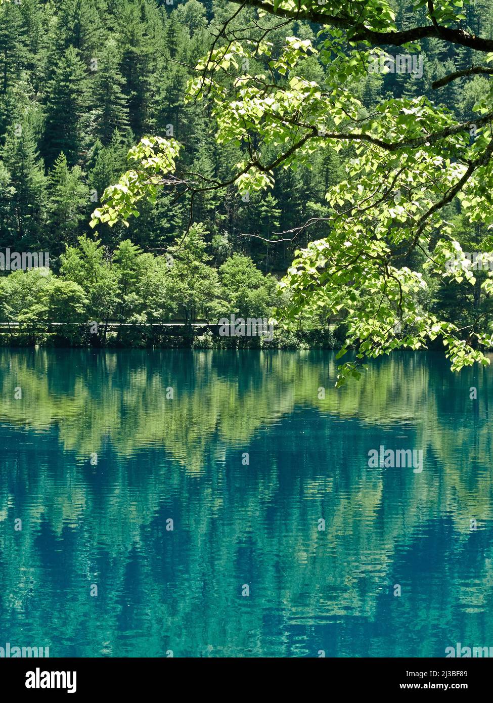 The landscape view of a transparent blue lake reflecting the forest ...