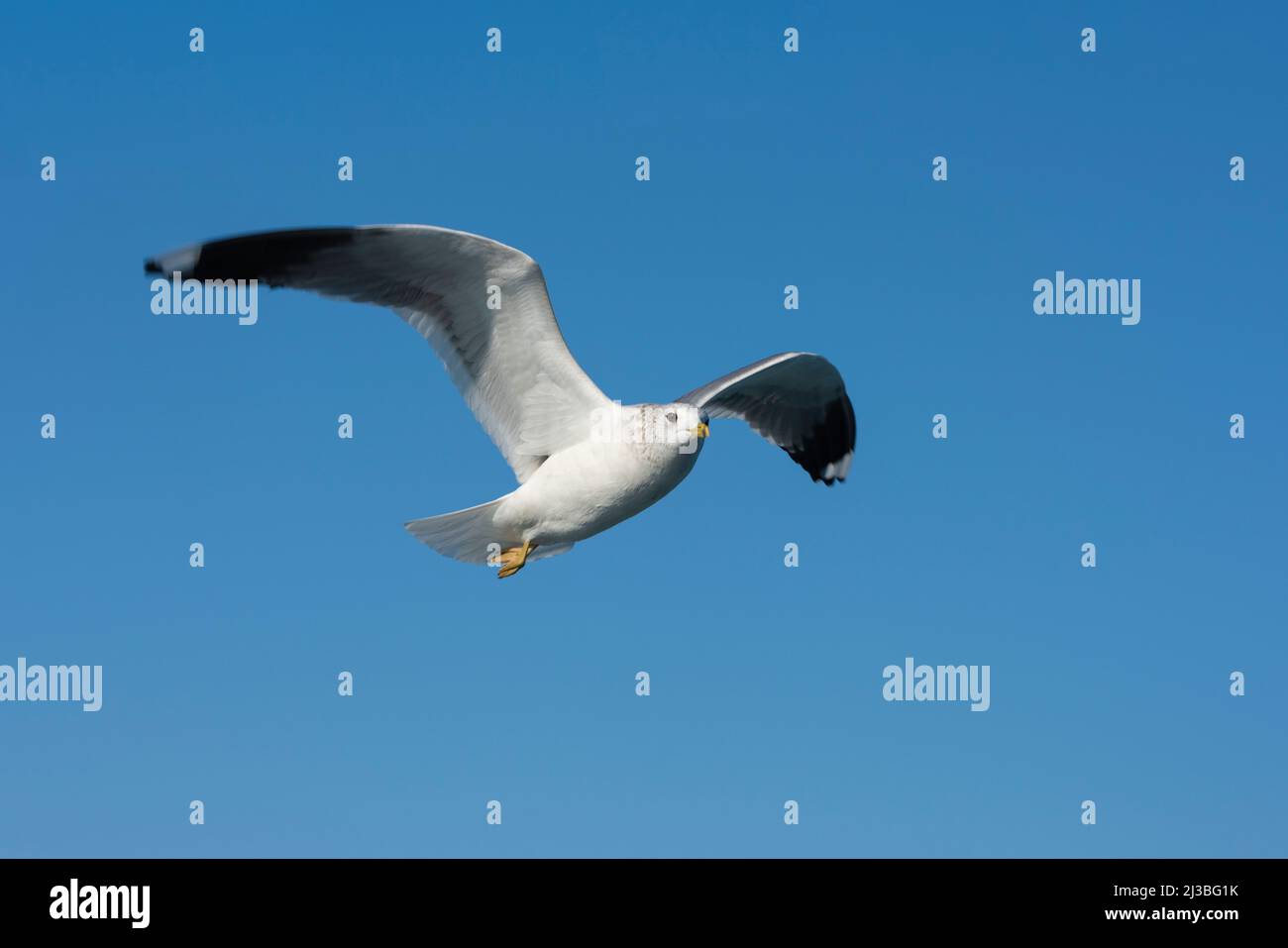 Bald eagle and seagull hi-res stock photography and images - Alamy