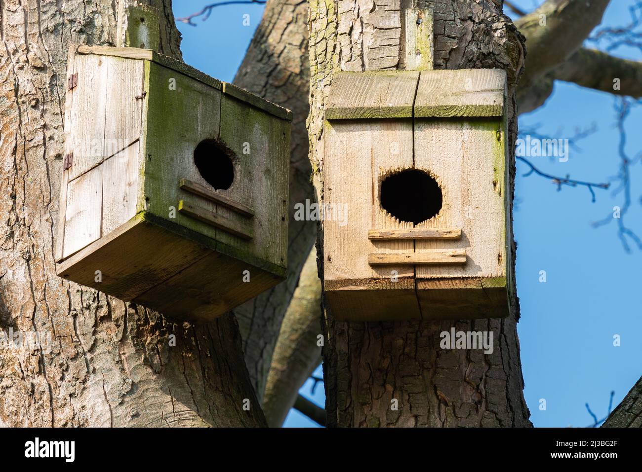 Large bird nesting box, garden birds, large front aperture, jackdaws ...