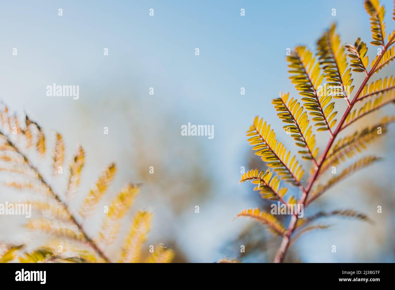 Jacaranda tree backyard hi-res stock photography and images - Alamy