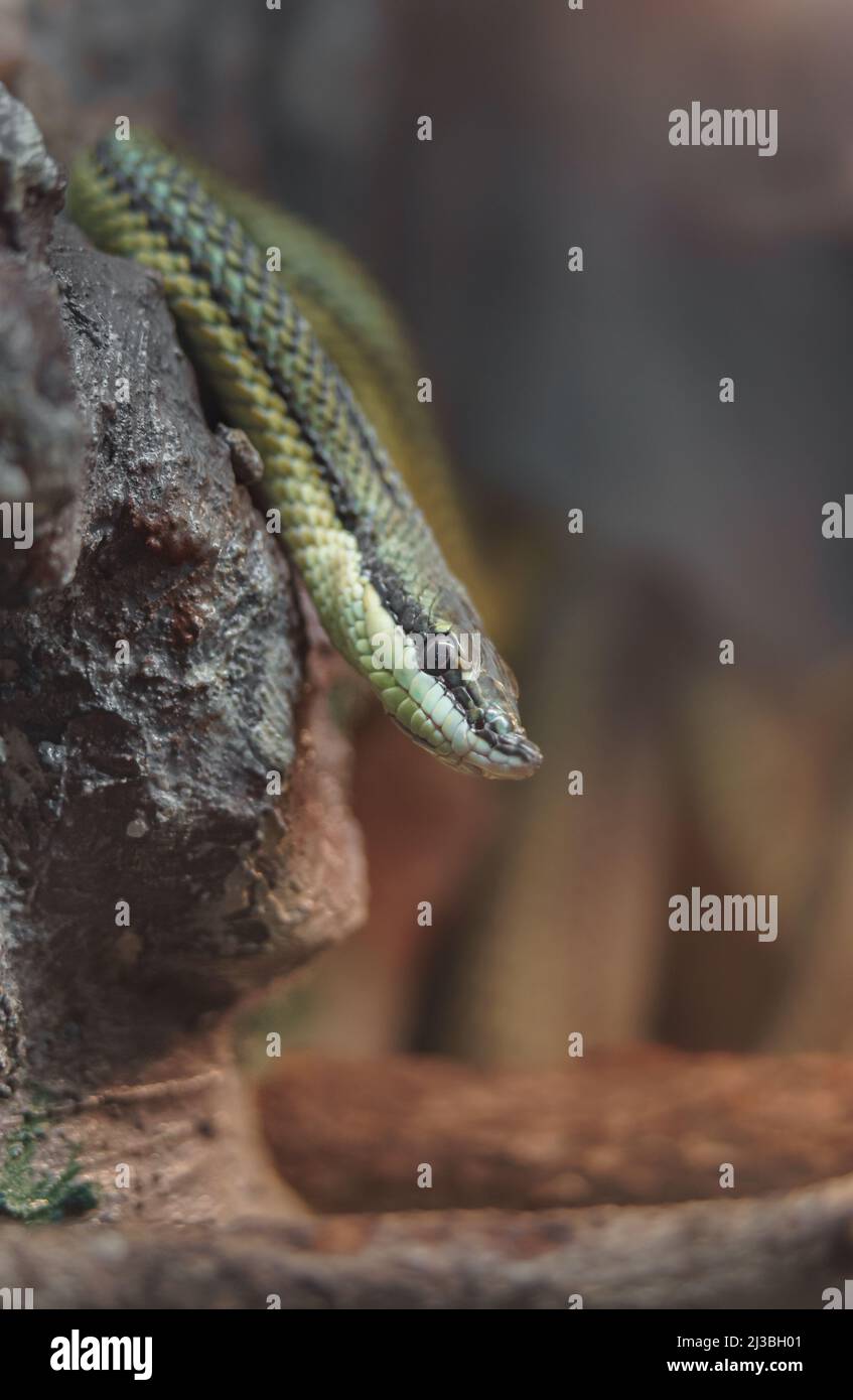 Barons green racer hi-res stock photography and images - Alamy