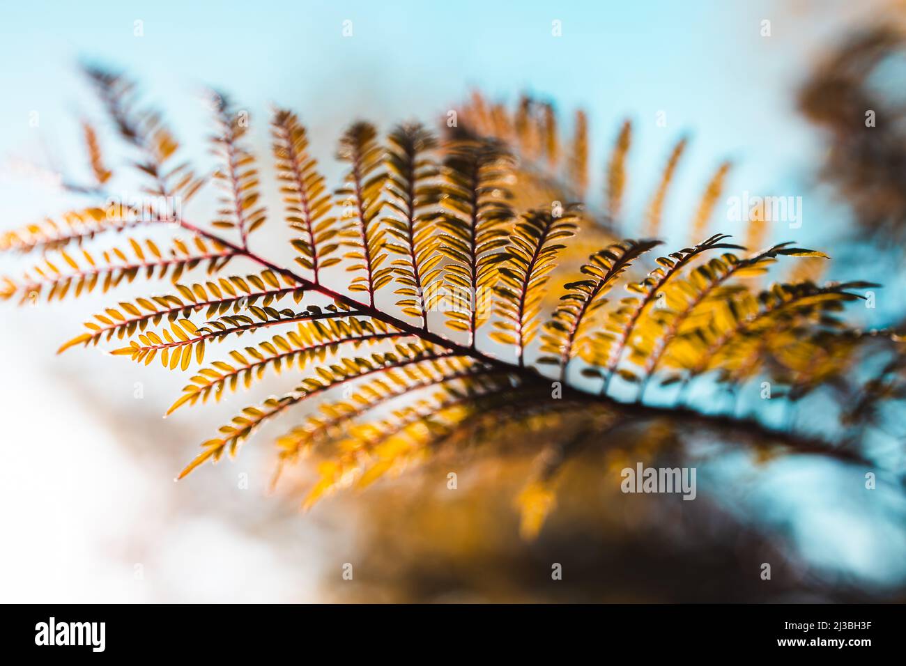 Jacaranda tree backyard hi-res stock photography and images - Alamy