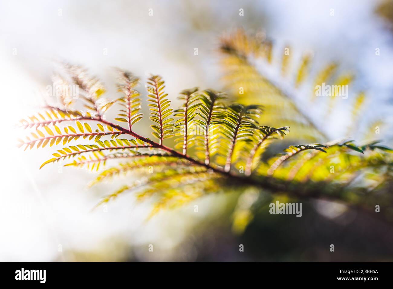 Jacaranda tree backyard hi-res stock photography and images - Alamy
