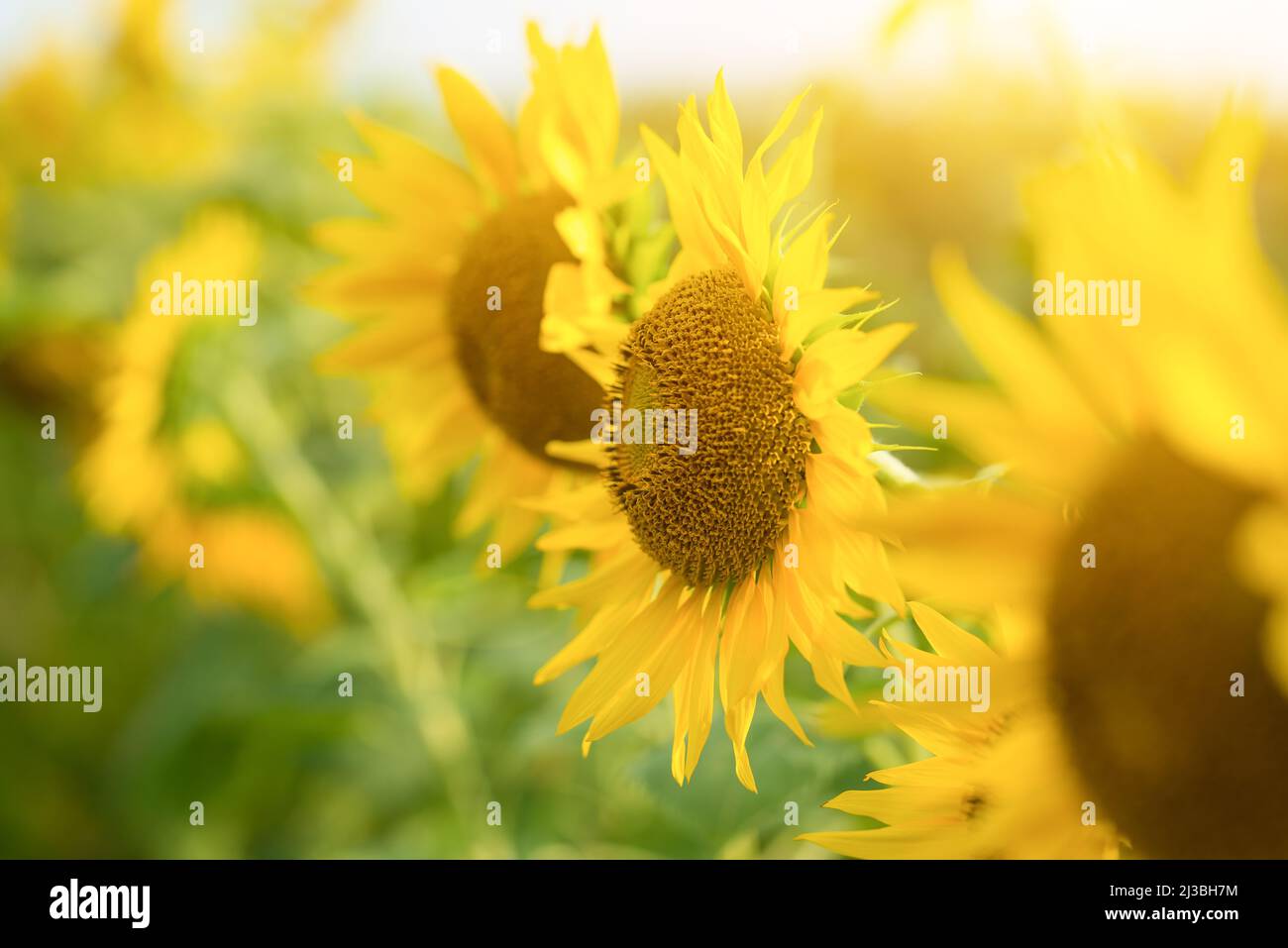 Sunflower natural background, Sunflower blooming, Sunflower oil ...