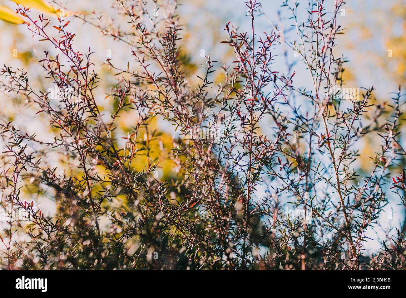 Newzealand tea bush hi-res stock photography and images - Alamy
