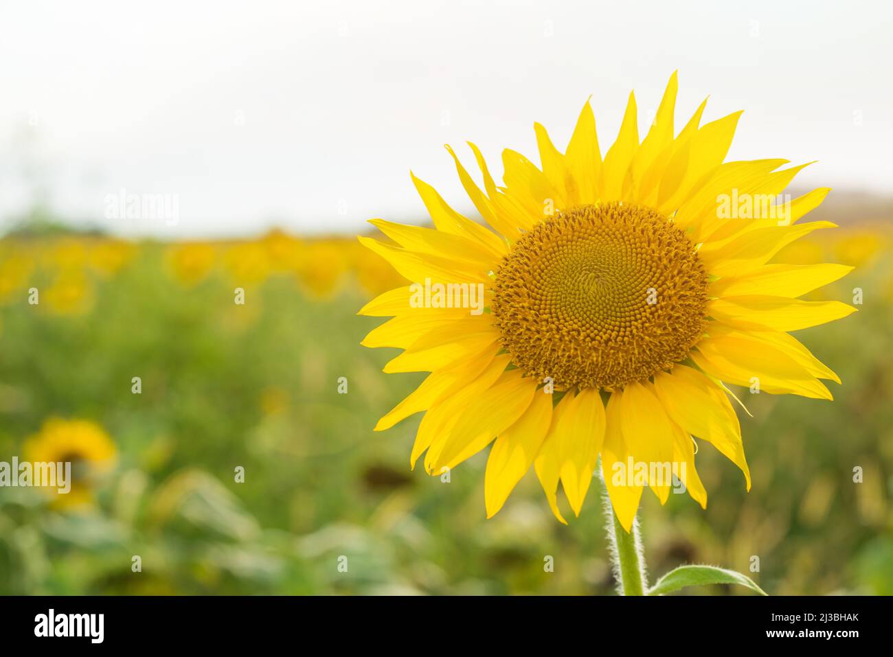 Sunflower natural background, Sunflower blooming, Sunflower oil ...