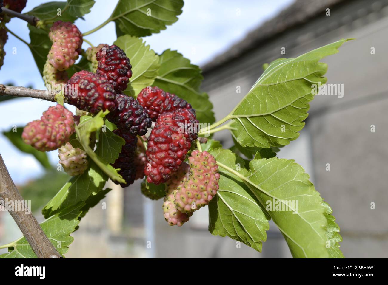 Ripe and green mulberry fruits on a tree branch in the garden. Growing ...