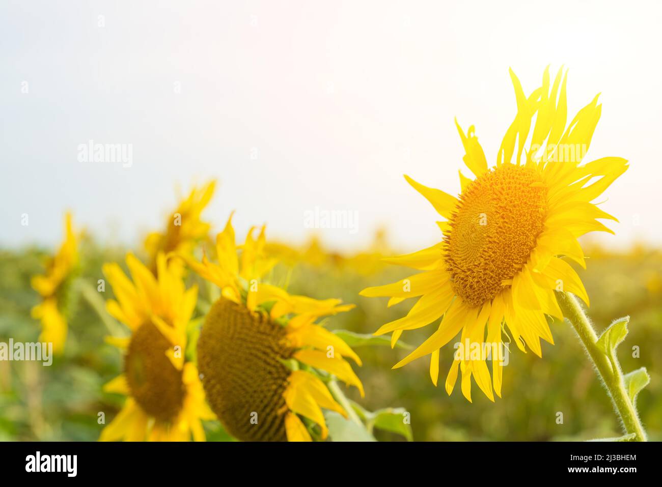 Sunflower natural background, Sunflower blooming, Sunflower oil ...