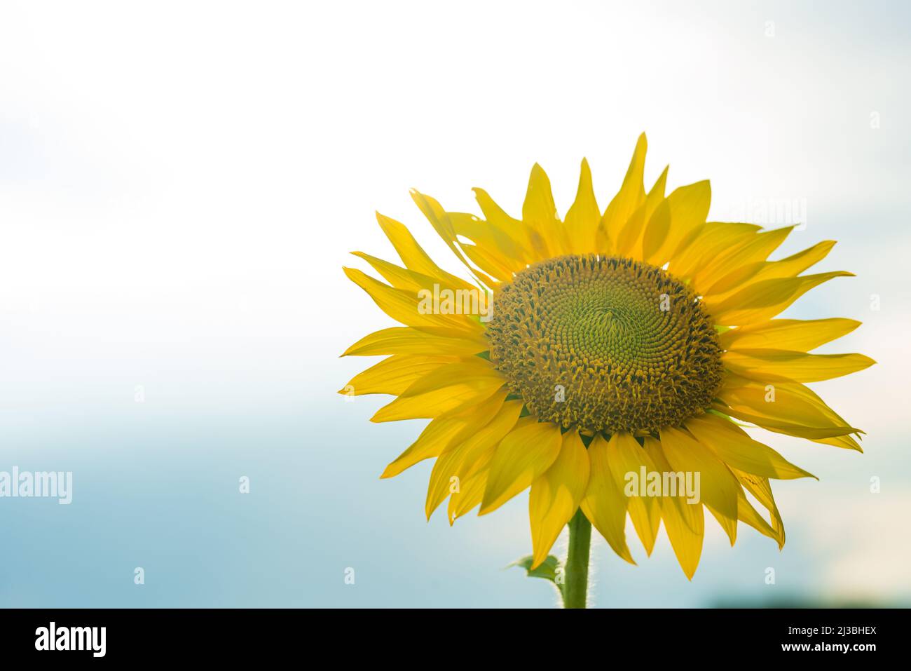 Sunflower field landscape Stock Photo - Alamy