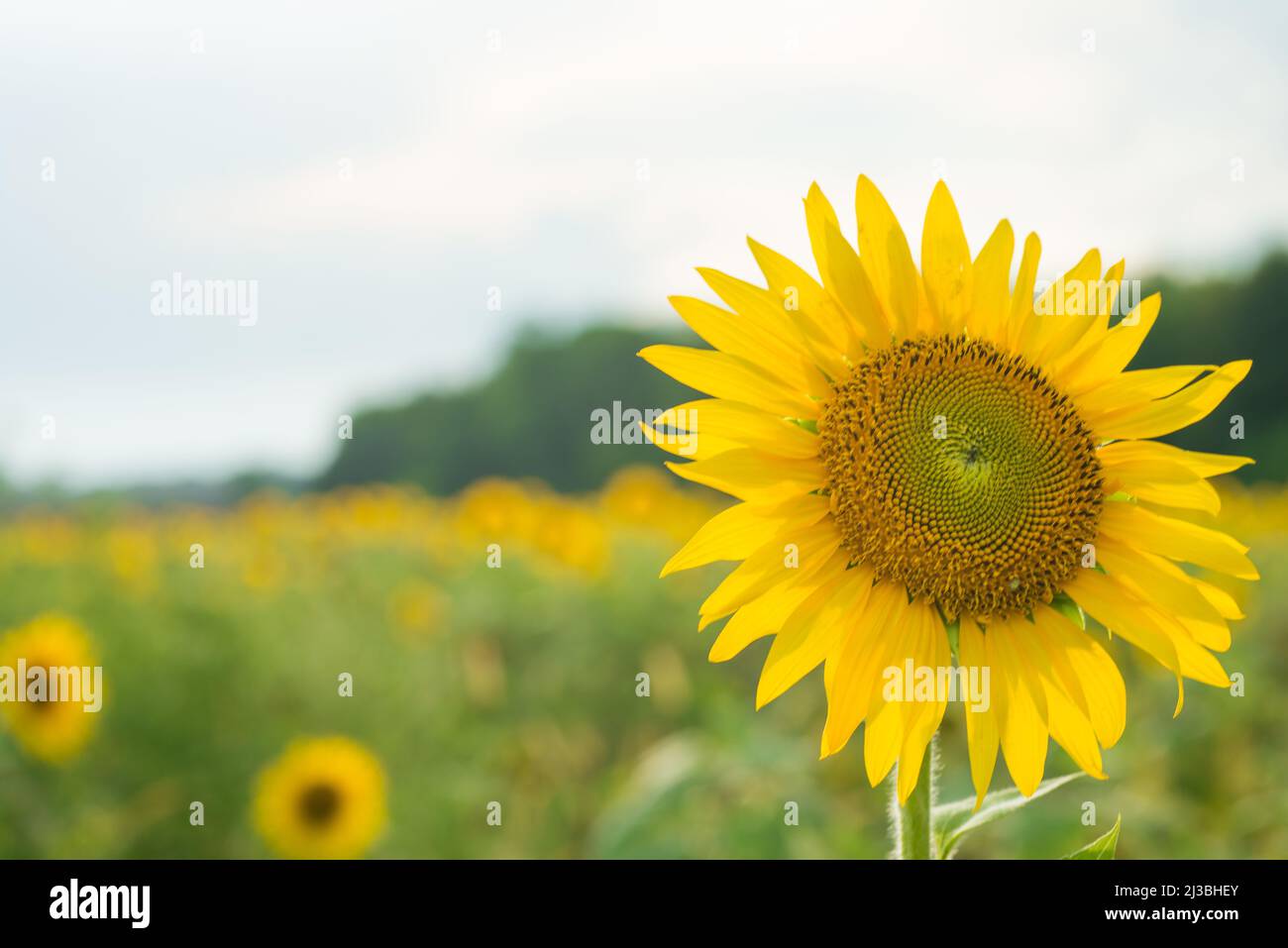 Sunflower natural background, Sunflower blooming, Sunflower oil ... Sunflower natural background, Sunflower blooming, Sunflower oil ...