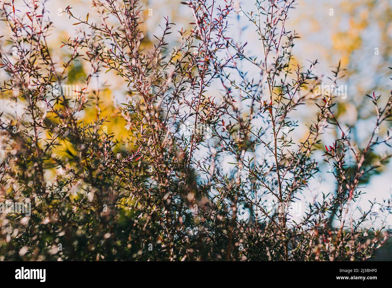 Newzealand tea bush hi-res stock photography and images - Alamy