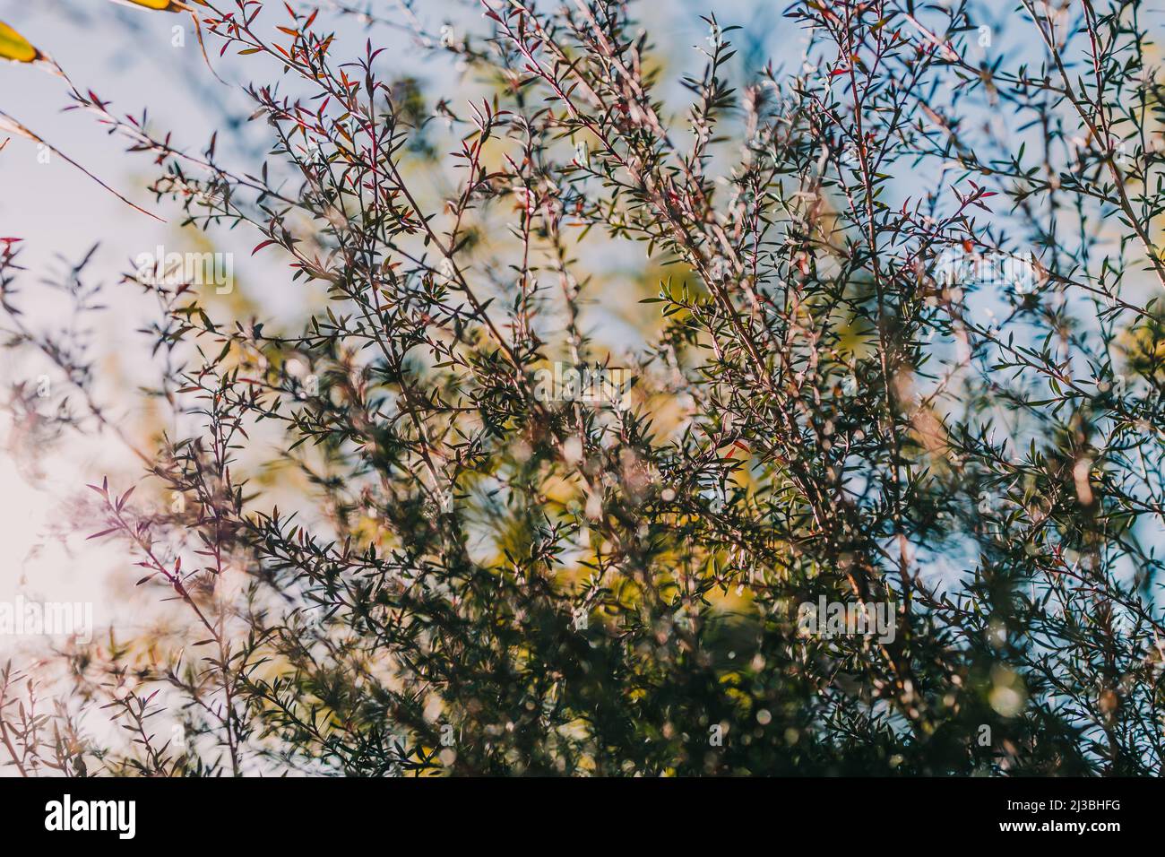 Newzealand tea bush hi-res stock photography and images - Alamy