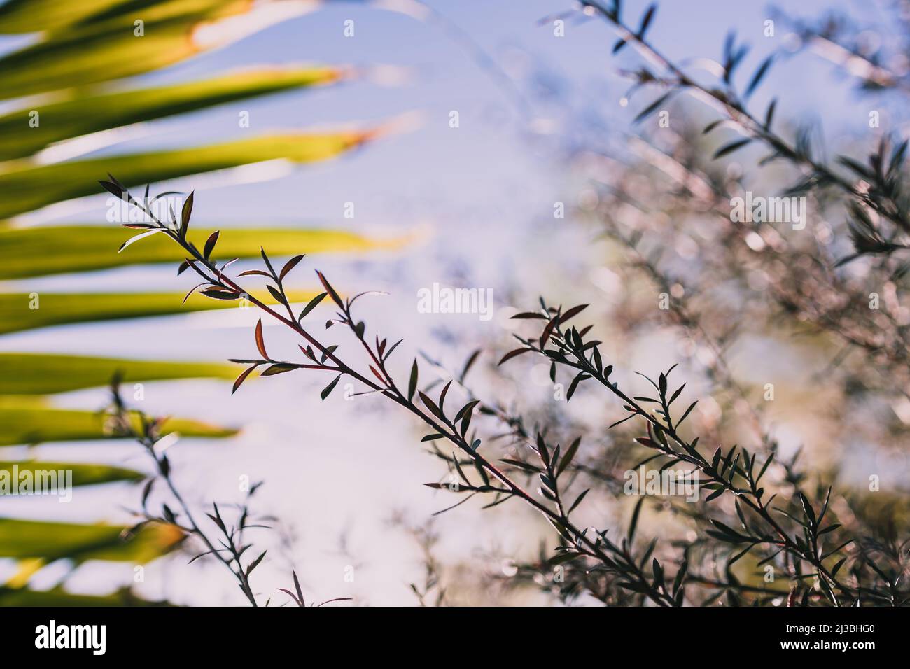 Newzealand tea bush hi-res stock photography and images - Alamy