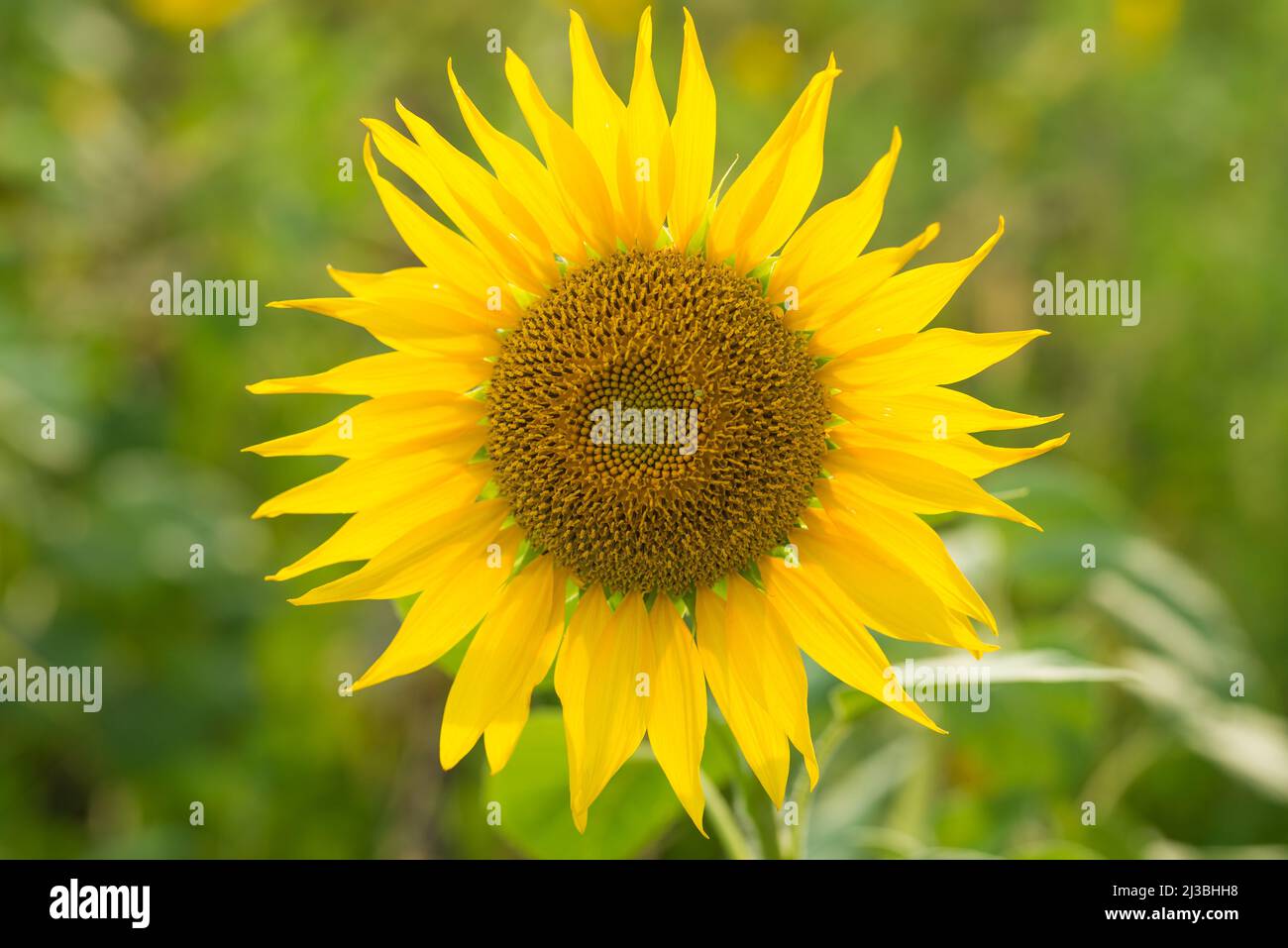 Sunflower natural background, Sunflower blooming, Sunflower oil ...