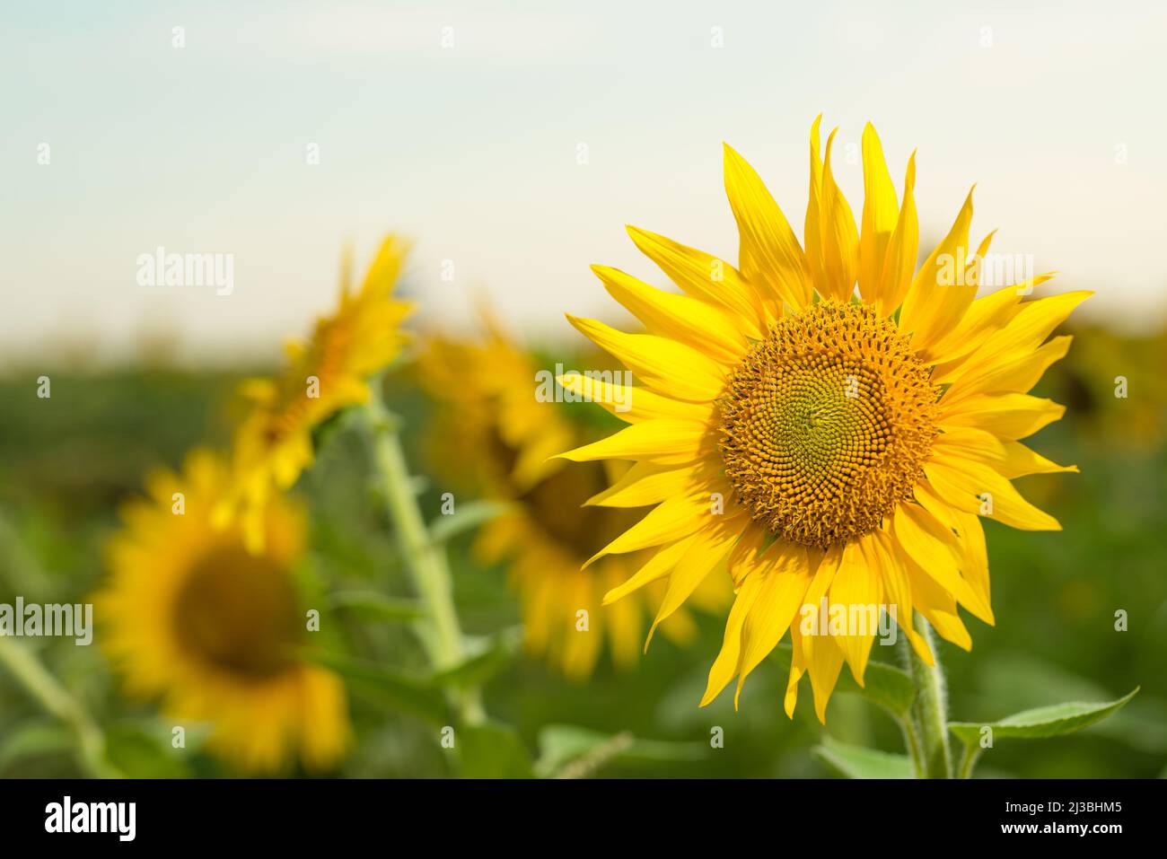 Sunflower field landscape Stock Photo - Alamy