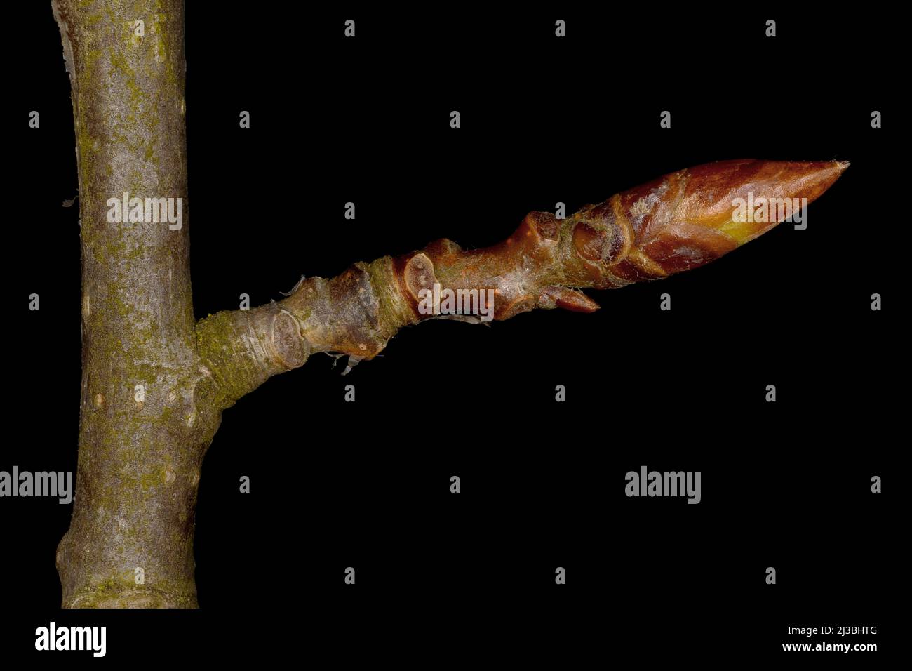 Terminal shoot hi-res stock photography and images - Alamy