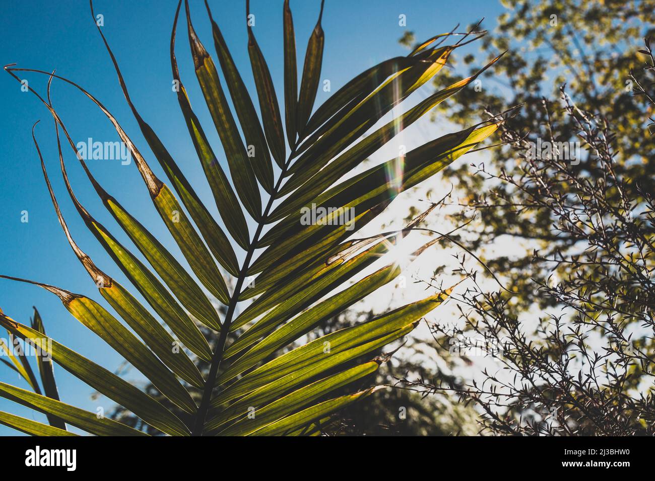 Majesty palm leaf hi-res stock photography and images - Alamy